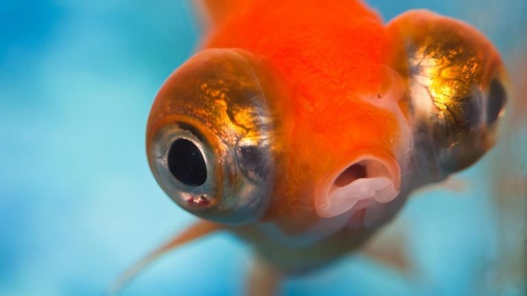 20 Lovably Ugly Animals of the Kingdom