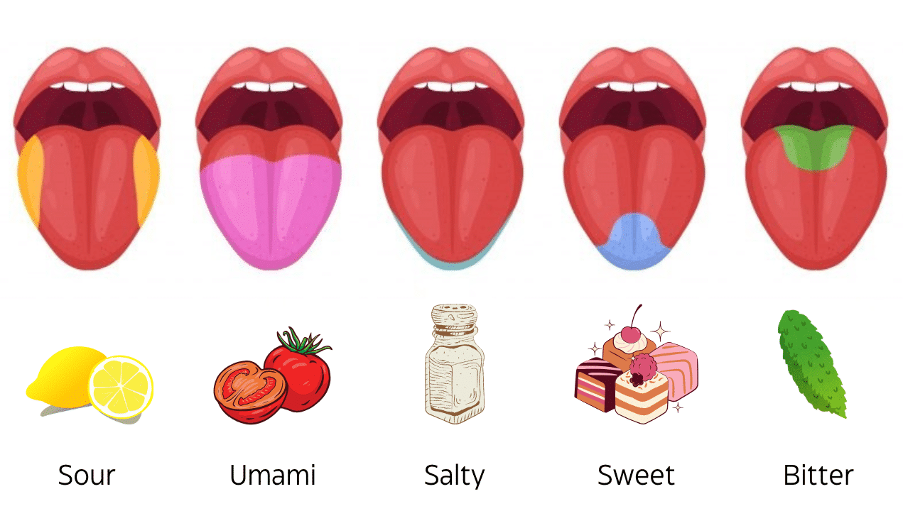 The Flavor Factor: Exploring the Science of Taste Sensations